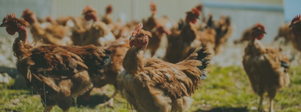 Poules Pondeuses : les Étapes Clés pour créer son élevage | CABI Group
