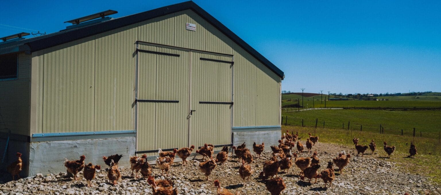 Organic Laying Hens: Building a Sustainable and Profitable System ...