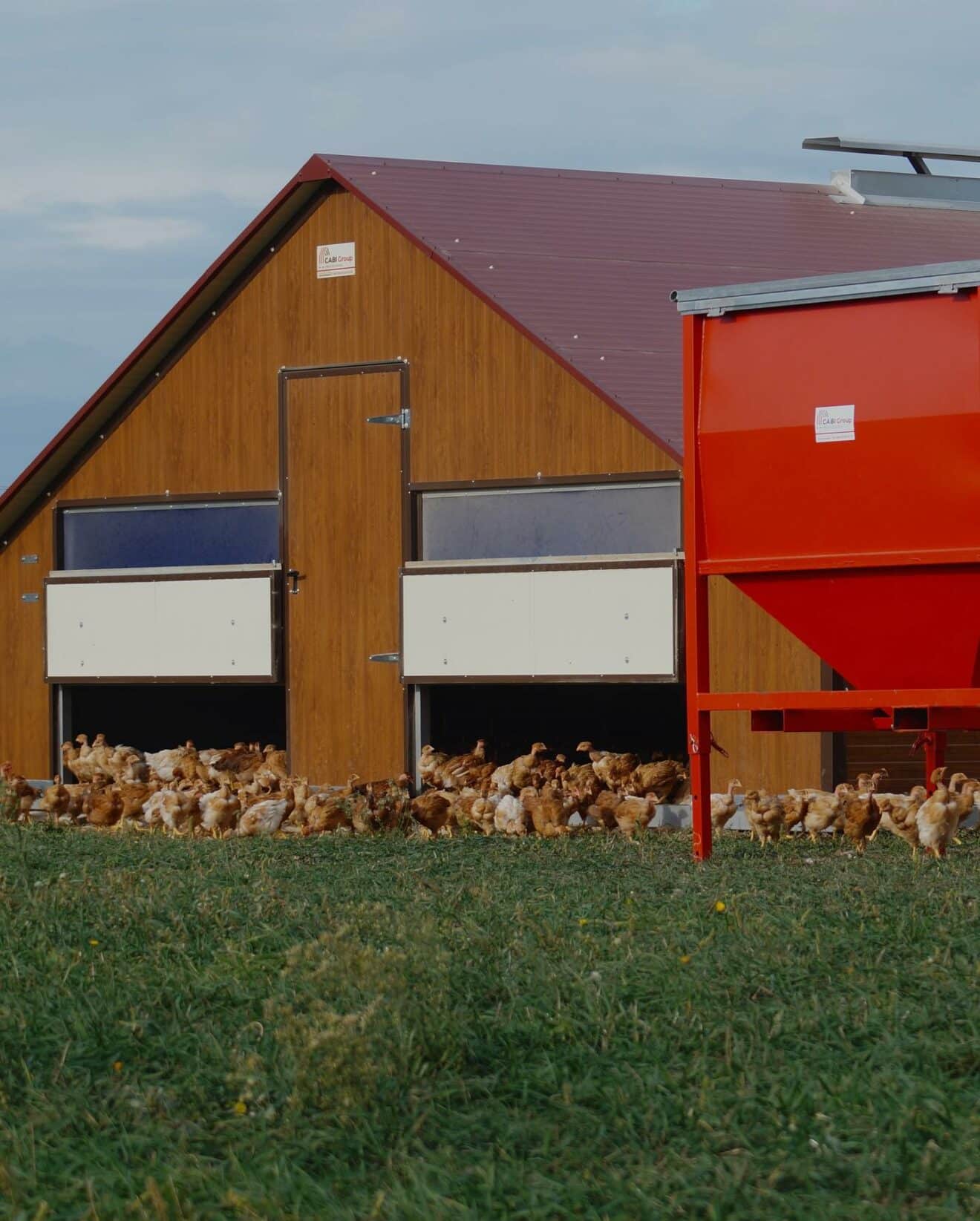 Ferme d'élevage : s’équiper et réussir avec nos solutions avicoles