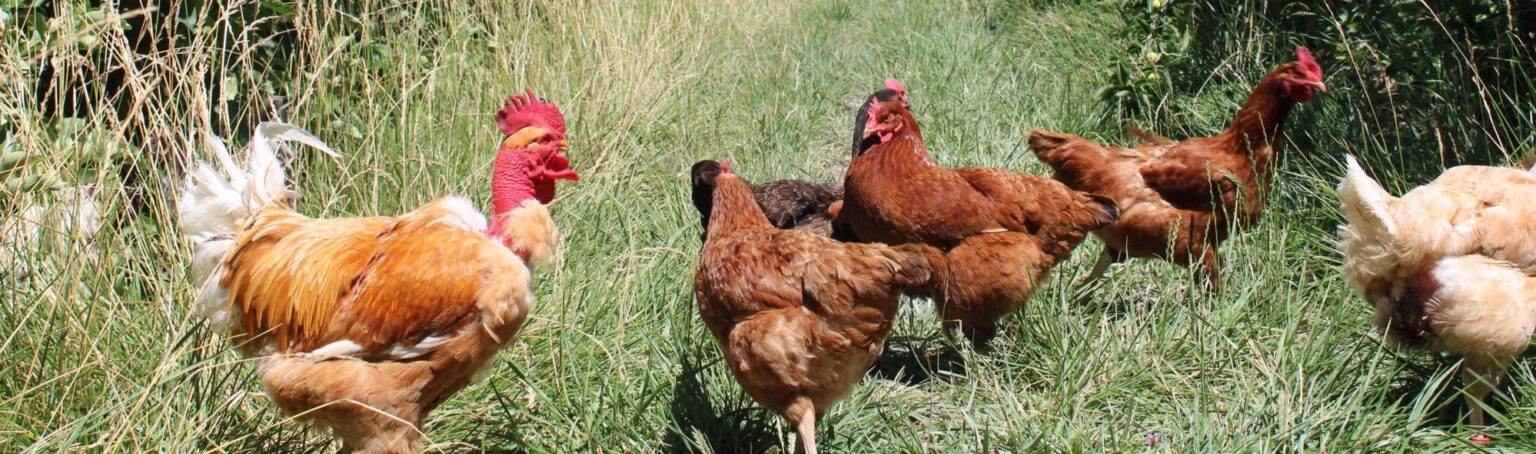 L’élevage de poules pondeuses | Notre matériel pro | CABI Group